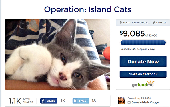 Tonawanda Island Cats Find Friend In Lawbreaker Danielle Coogan